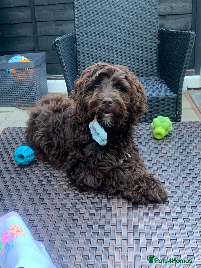 1 year old male cockapoo for sale in Exeter | Pets4Homes