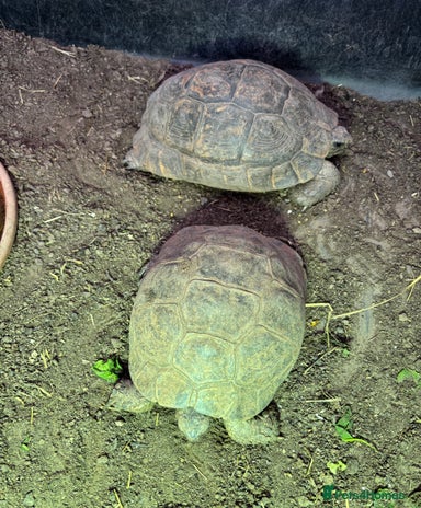 Adult Tortoise reptiles for sale | Pets4Homes