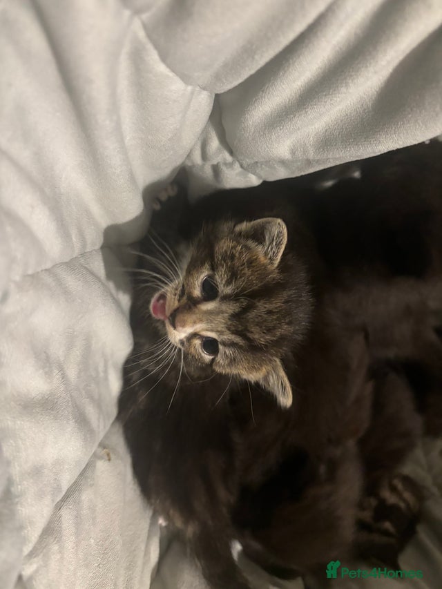 Kittens for sale for sale in Launceston | Pets4Homes