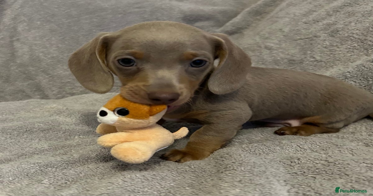 Gorgeous KC mini Dachshund - READY NOW for sale in Sidcup | Pets4Homes