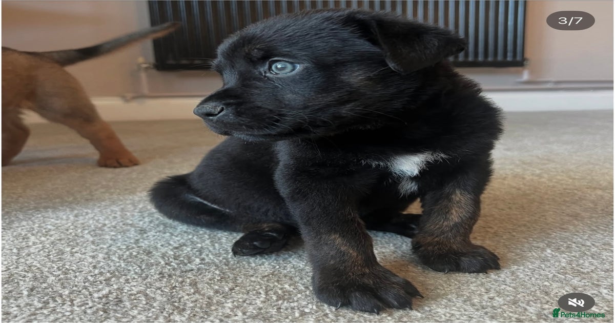 Rottweiler cross presa canario for sale in Hailsham | Pets4Homes