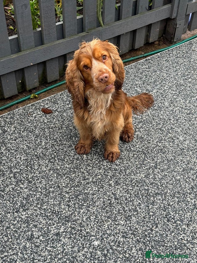 A sable kc reg show type cocker spaniel stud for stud in Market Drayton ...