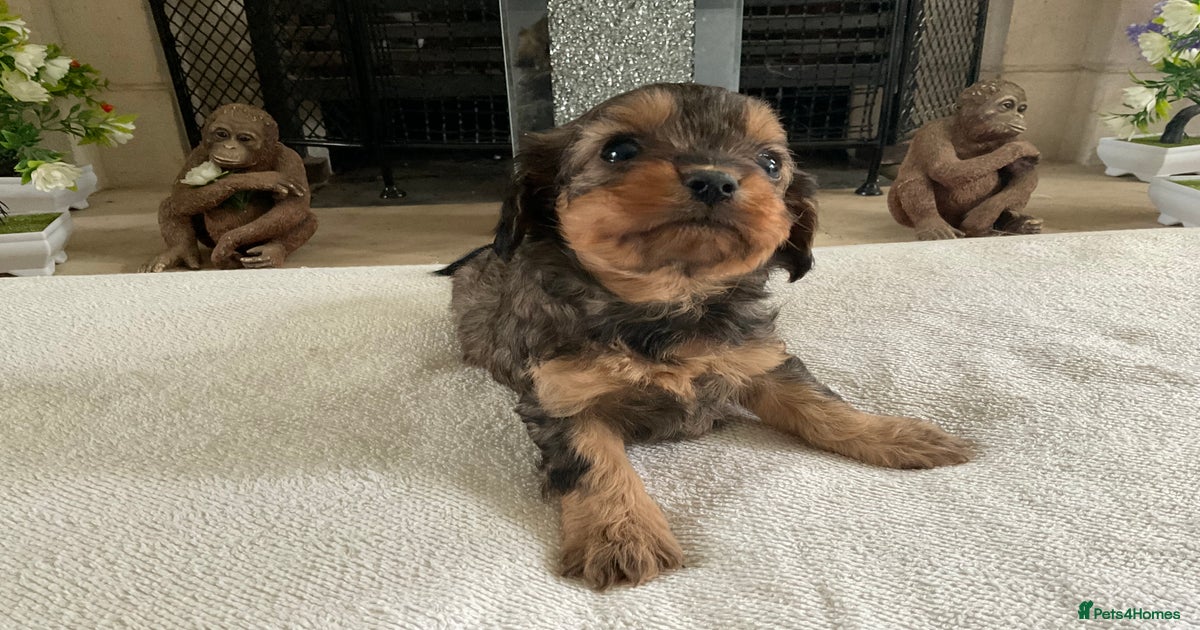 F1 Cavapoo RARE Gold Sable Female Puppy for sale in Ely | Pets4Homes