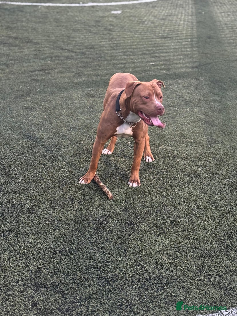 Kilo for sale in London | Pets4Homes