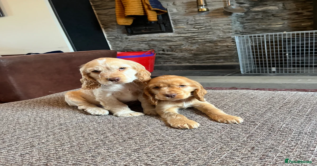Cocker Spaniel Puppies for sale in Llanwrtyd Wells, Powys | Pets4Homes