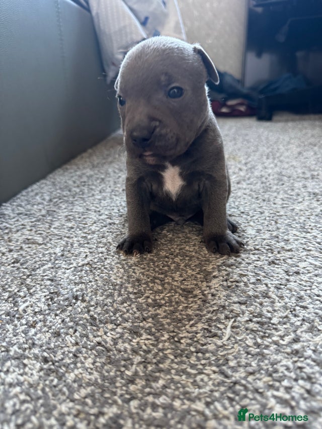Staffordshire Bull Terrier for sale in Margate | Pets4Homes