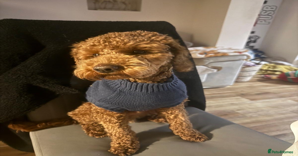 Otis the red Cavapoo for stud in Coventry | Pets4Homes
