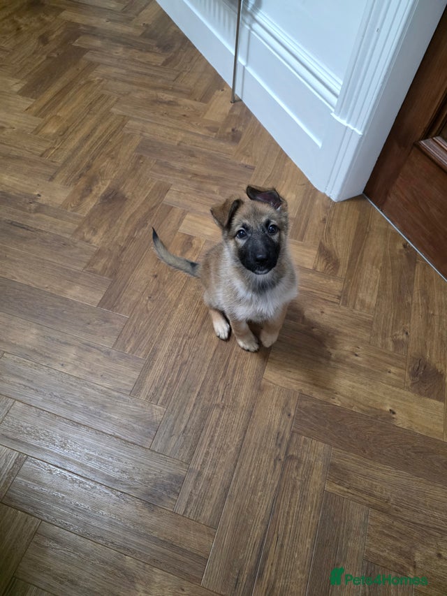 German Shepherd Puppy for sale in Southport | Pets4Homes