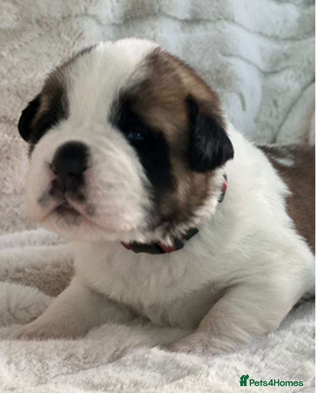 Exceptional St. Bernard Puppies ~ Health Tested for sale in Solihull ...