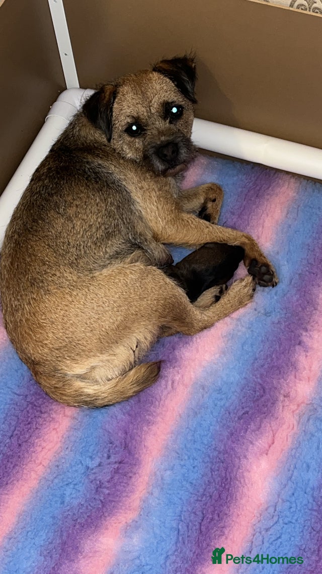 Border Terrier Pup Family Man’s Best Friend for sale in Maidstone ...
