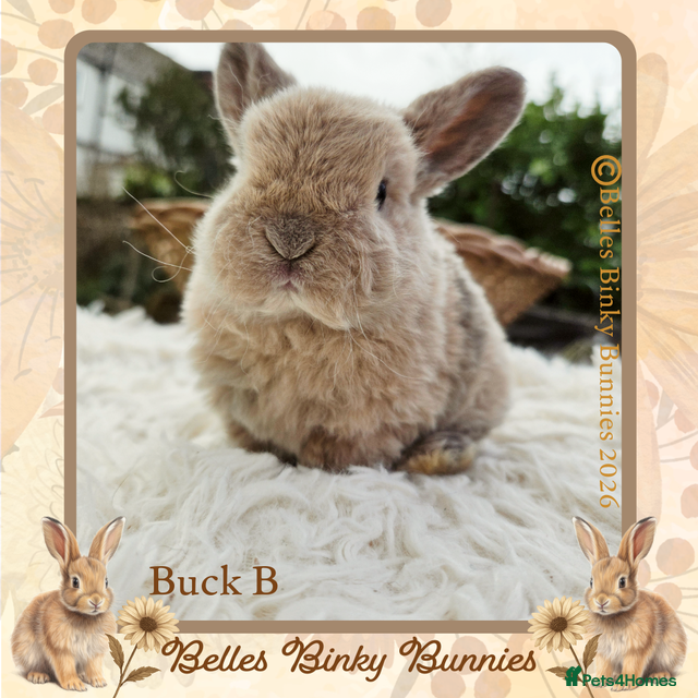 🧡 Rare Stunning Plush Mini Lops 🧡 for sale in Sheffield | Pets4Homes