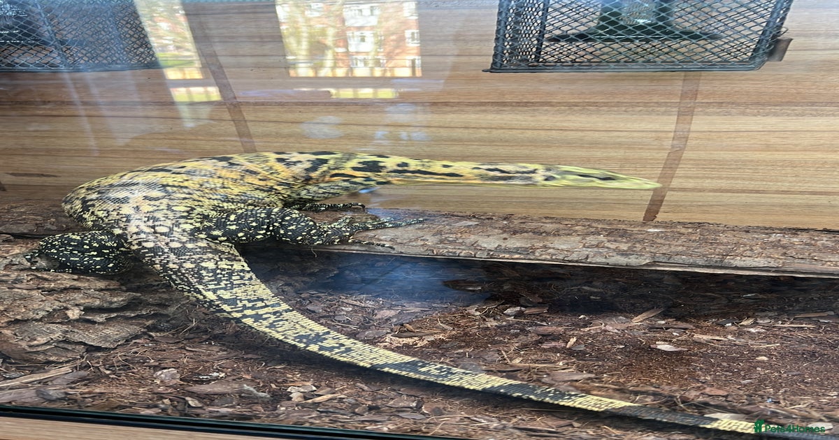Yellow headed water monitor (cumingi) for sale in Romford | Pets4Homes