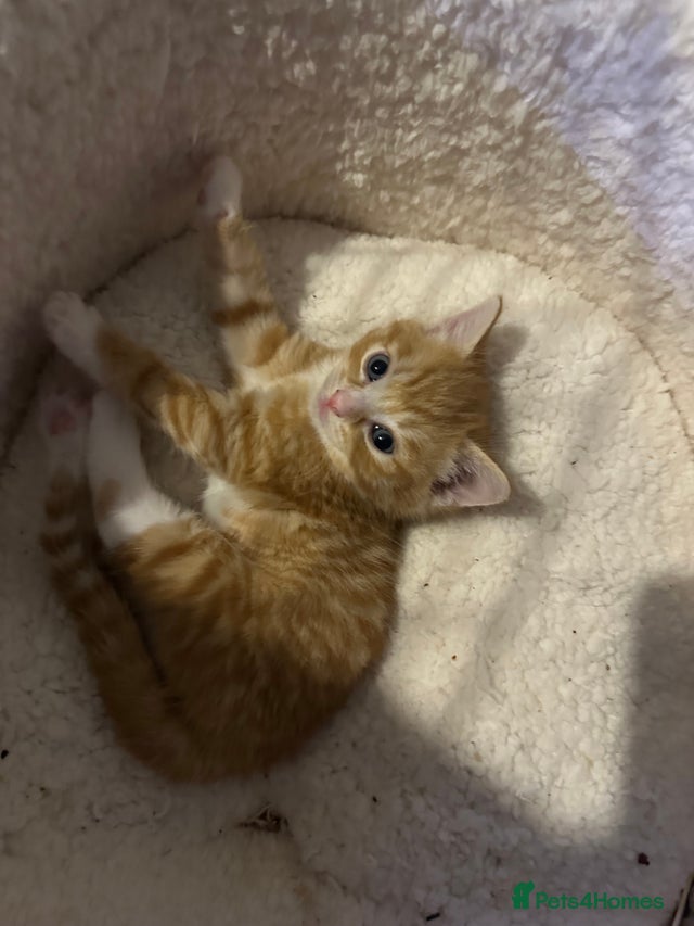 1 male ginger kitten for sale in Torpoint | Pets4Homes