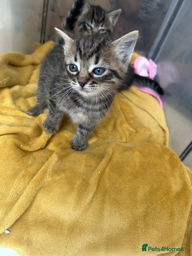 Half ragdoll kittens for sale in Rotherham | Pets4Homes