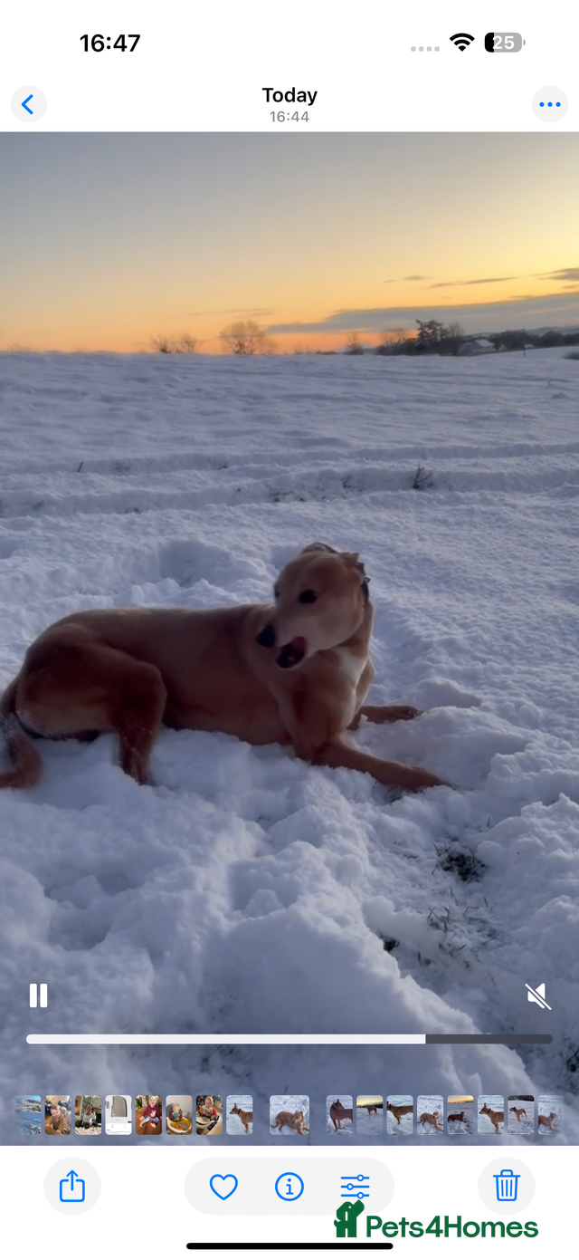 Beautiful Fawn Light Brown Male Greyhound (4yrs) for sale in Llandeilo ...