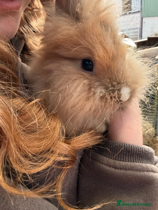 Lucy’s Lionheads, Guinea pigs and more | Pets4Homes