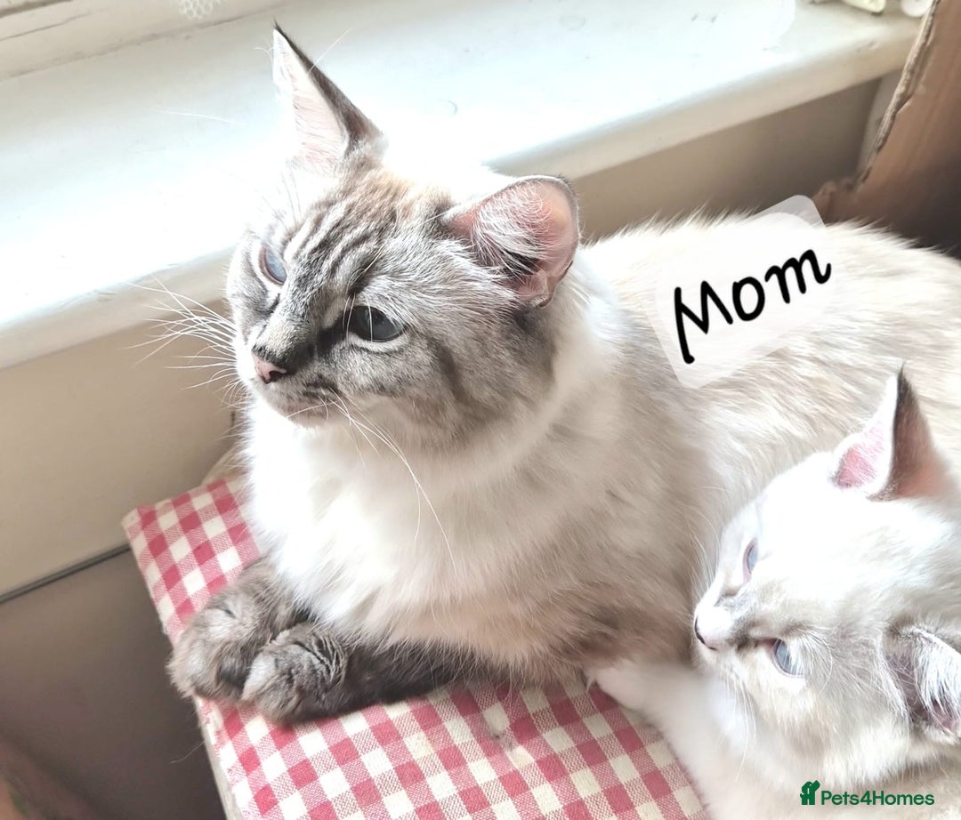 ️Beautiful Pure Ragdoll Kittens Available ️🐈 ️ for sale in London ...