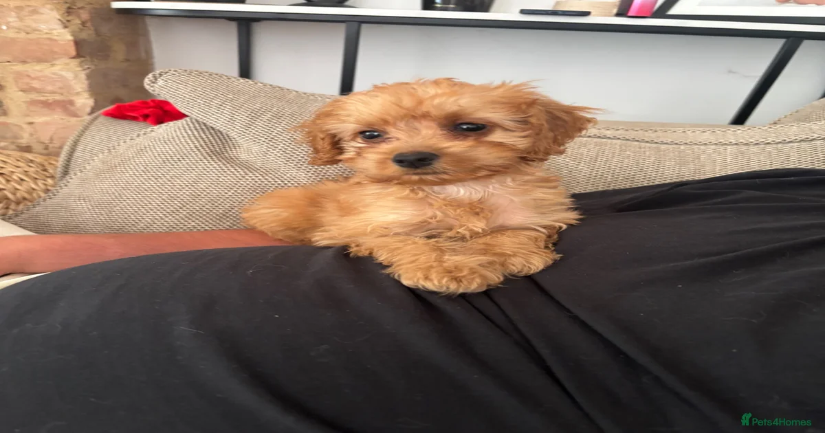 Cockapoo Puppies for sale | Pets4Homes