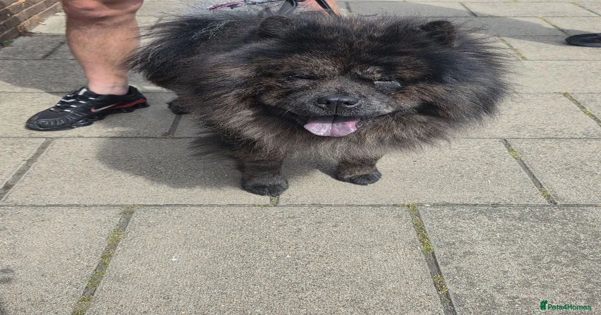 3 year old chow chow for sale in Redcar | Pets4Homes
