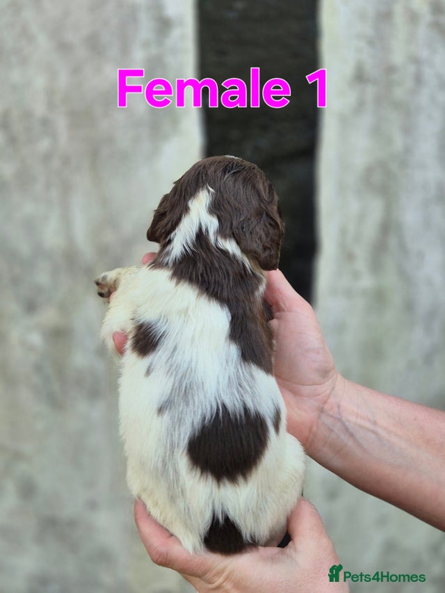 English Springer Spaniel Puppy 5 - Springer Spaniel Puppies for sale in | Pets4Homes