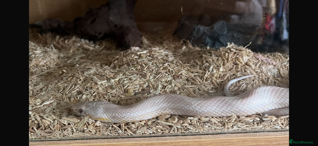 Strawberry snow corn snake for sale in London | Pets4Homes