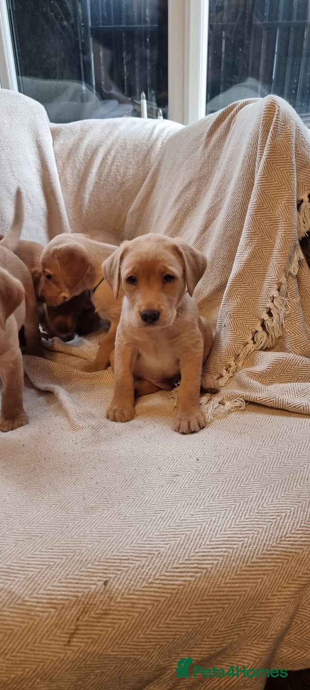 Beautiful Yellow & Fox Red Labrador puppies. for sale in Doncaster ...