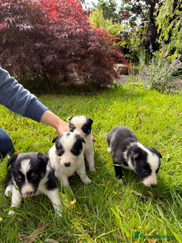 Fabulous Border Collie Puppies for sale in Carmarthen | Pets4Homes