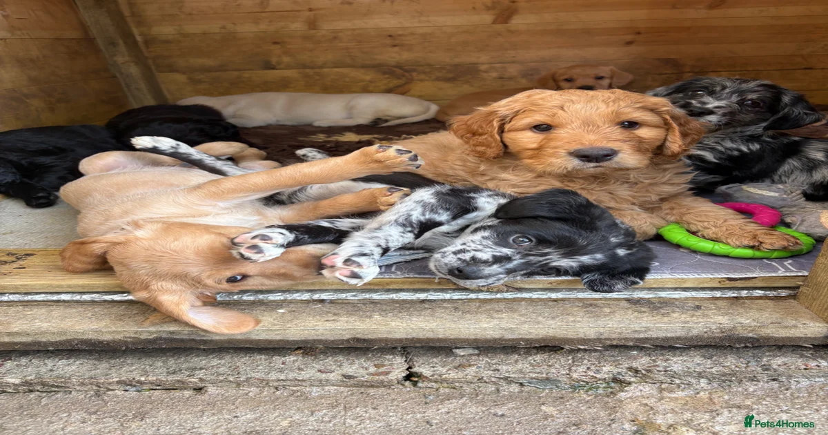 Amazing pets dogs Mixed Breed Puppies for sale | Pets4Homes