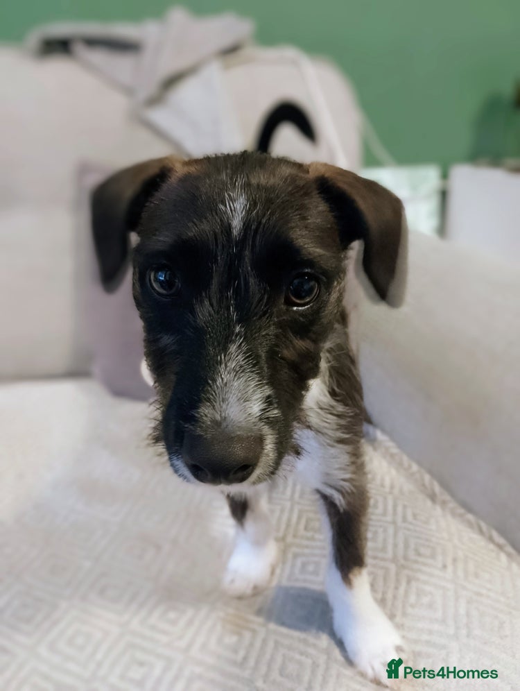 Patterjack 1yo for sale in Rotherham | Pets4Homes