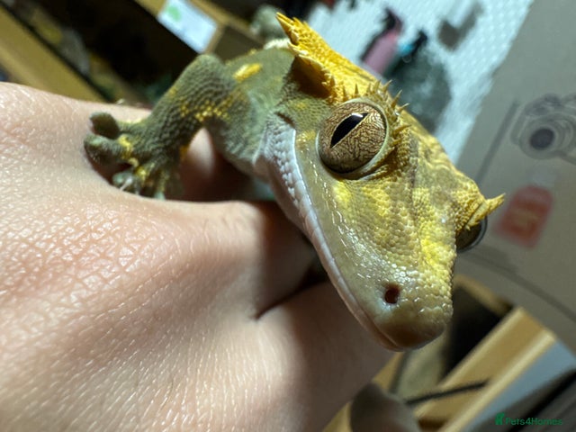 Beautiful Crested Gecko for sale in Rugeley | Pets4Homes