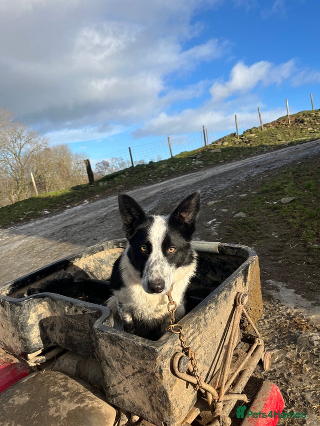 Border collie female for sale in Bala | Pets4Homes