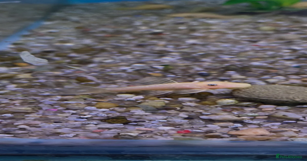 Blue eyed lemon bristlenose catfish for sale in Leighton Buzzard ...