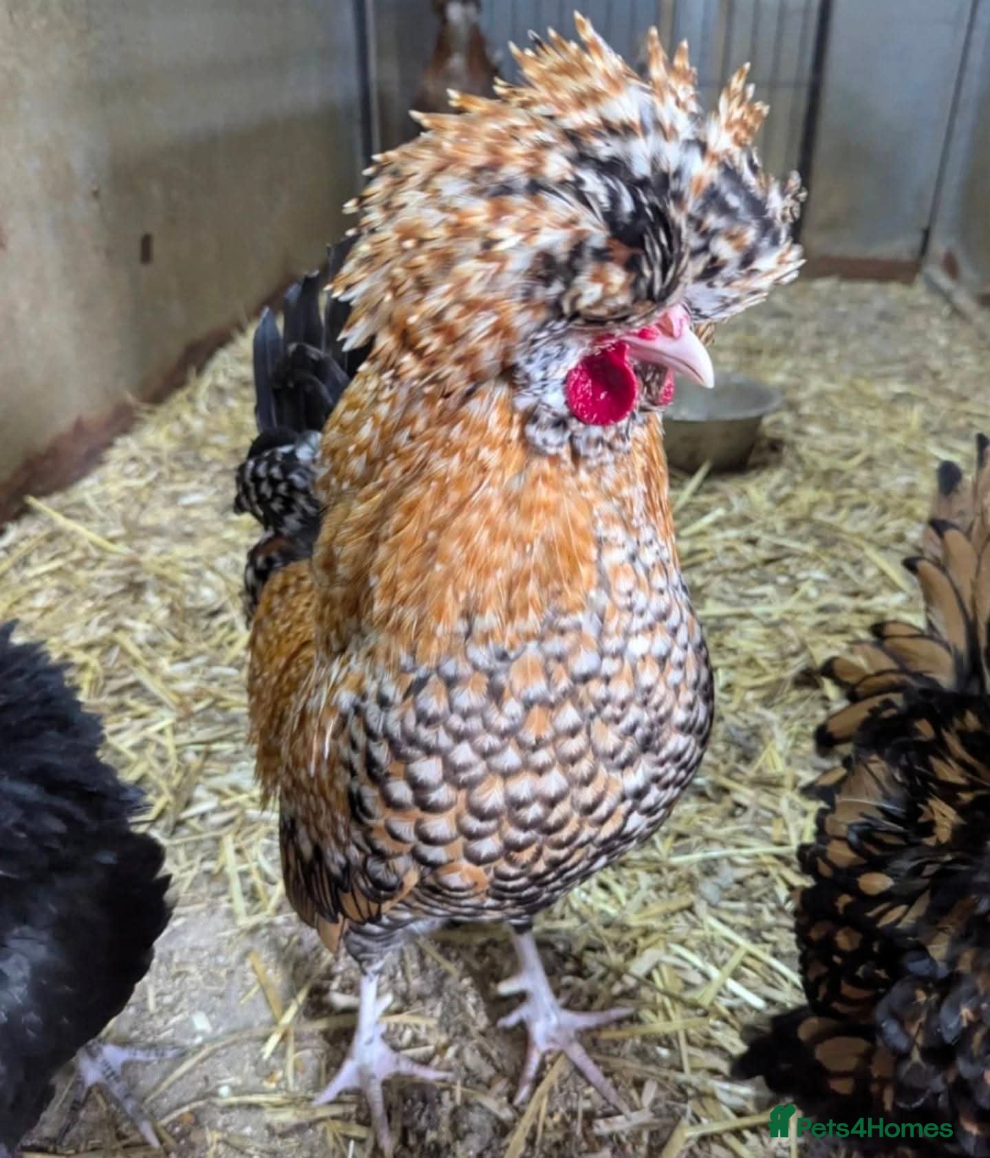 Purebred Polish Poland Bantam Hatching Egg for sale in Saint Austell ...