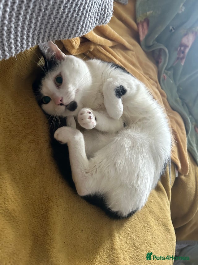 Beloved Binx for sale in Birmingham | Pets4Homes