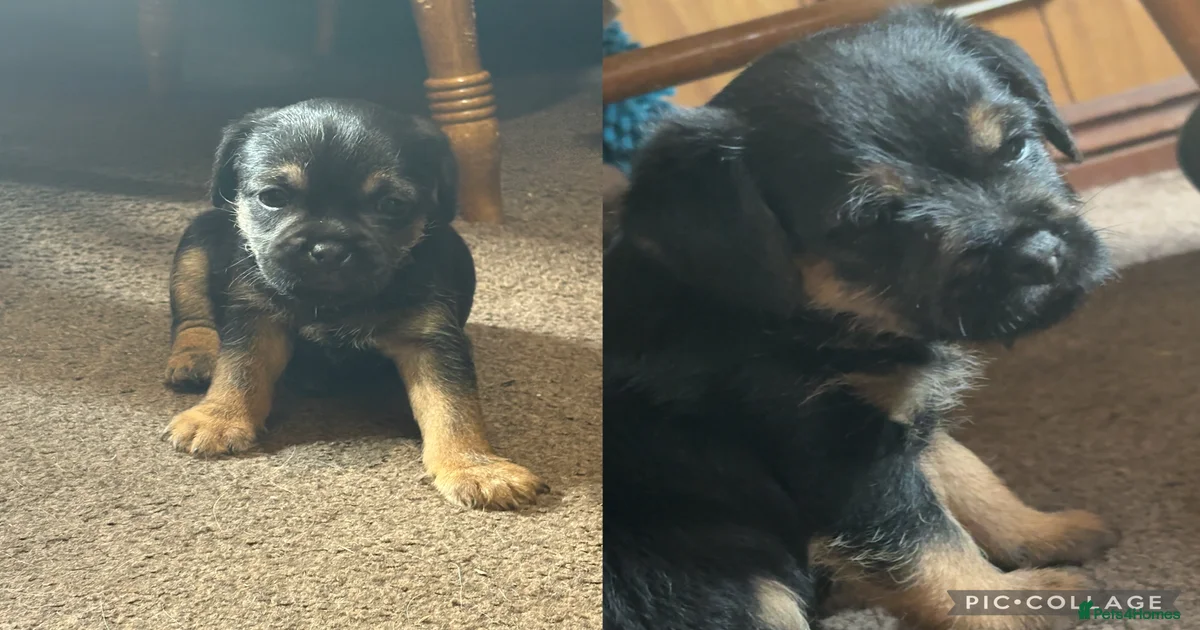 Border Terrier Puppies for sale | Pets4Homes