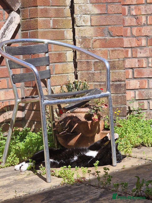 Adult female cat looking for a loving home for sale in Wokingham ...