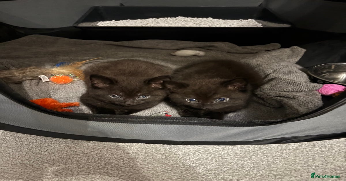 2 boy Kittens - Maine Coone x Russian Blue for sale in Bournemouth ...