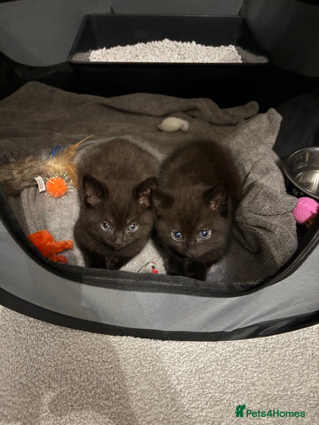 2 boy Kittens - Maine Coone x Russian Blue for sale in Bournemouth ...