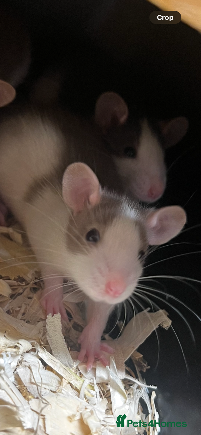 Show quality pet rats for sale in Canterbury | Pets4Homes