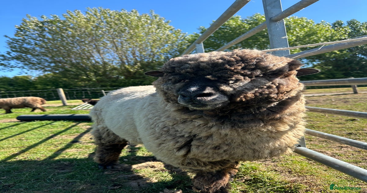 Coloured Ryeland Ewes for sale in Denbigh | Pets4Homes