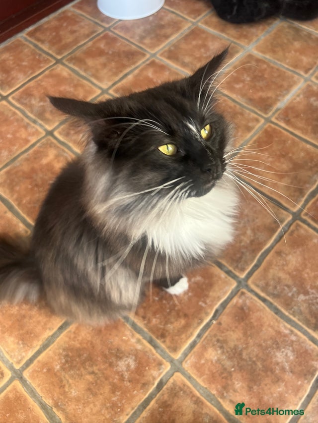 Male full pedigree GCCF Norwegian forest cat for sale in Telford ...