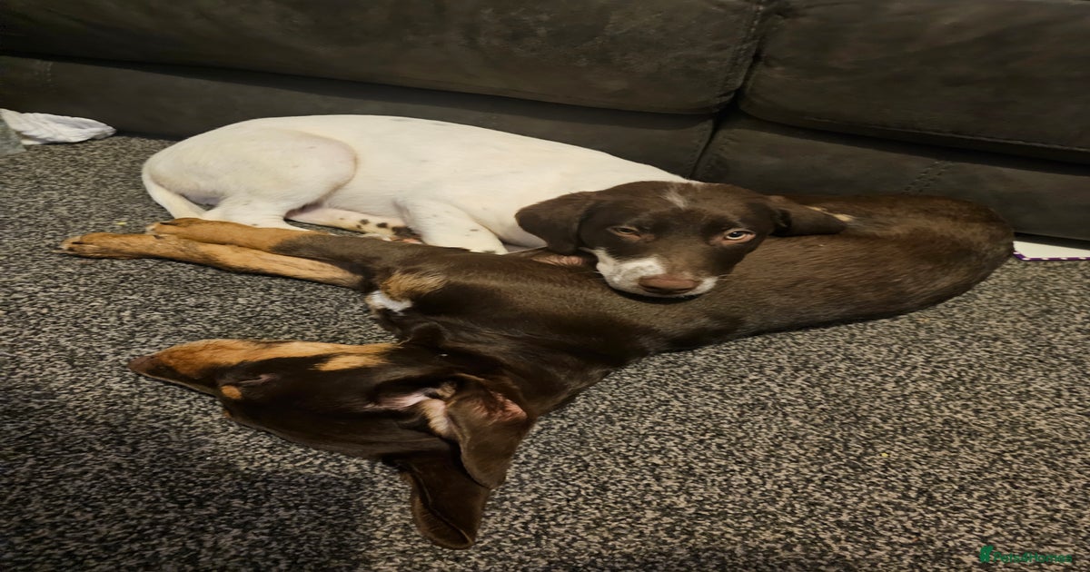 Spaniel X lurcher (WHITE) for sale in Chesterfield | Pets4Homes