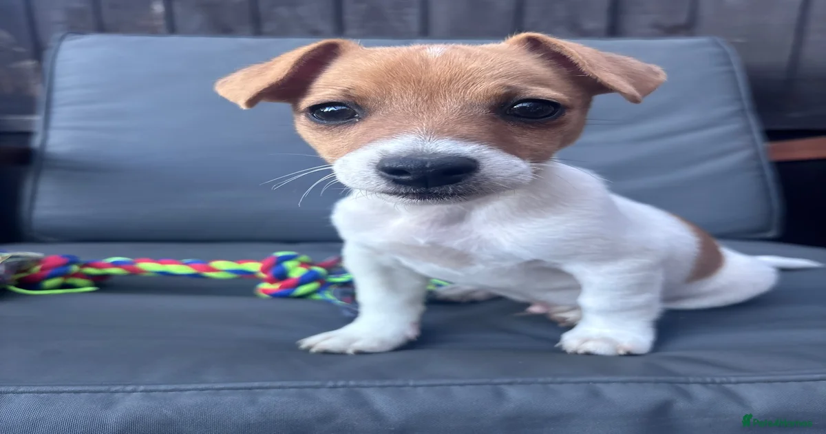 Jack Russel Terrier Puppies for sale in Doncaster, South Yorkshire ...