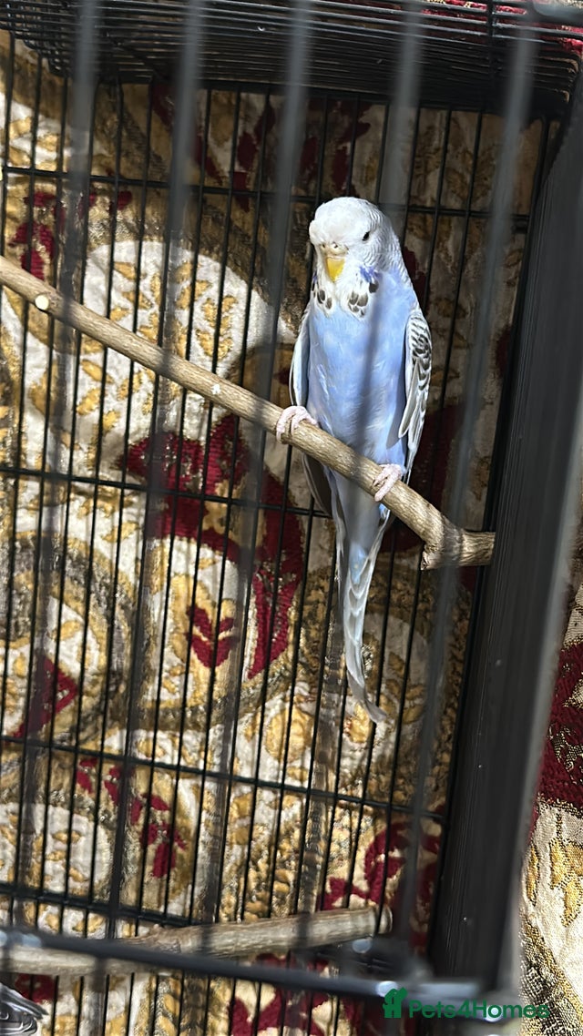Budgies Easy Hand-Reared for sale in Manchester | Pets4Homes