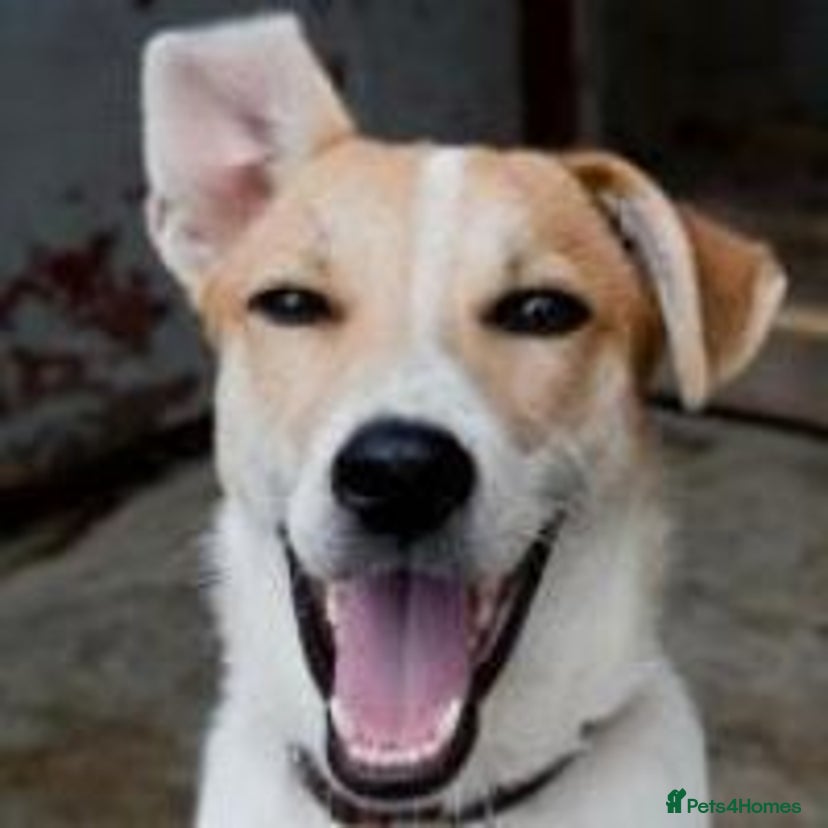 Free Dogs for adoption | Pets4Homes