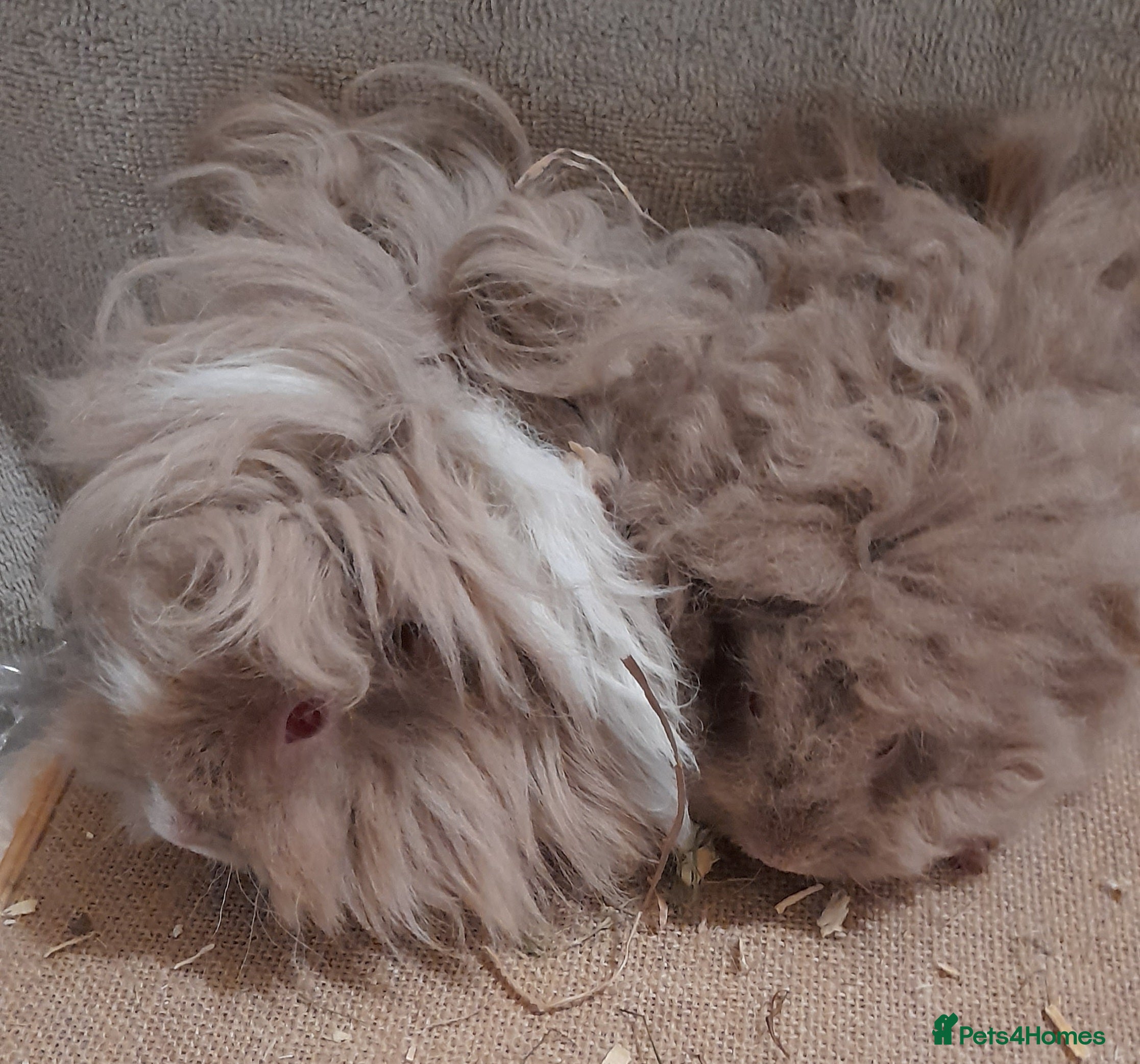 Two beautiful sows for sale for sale in Bournemouth | Pets4Homes