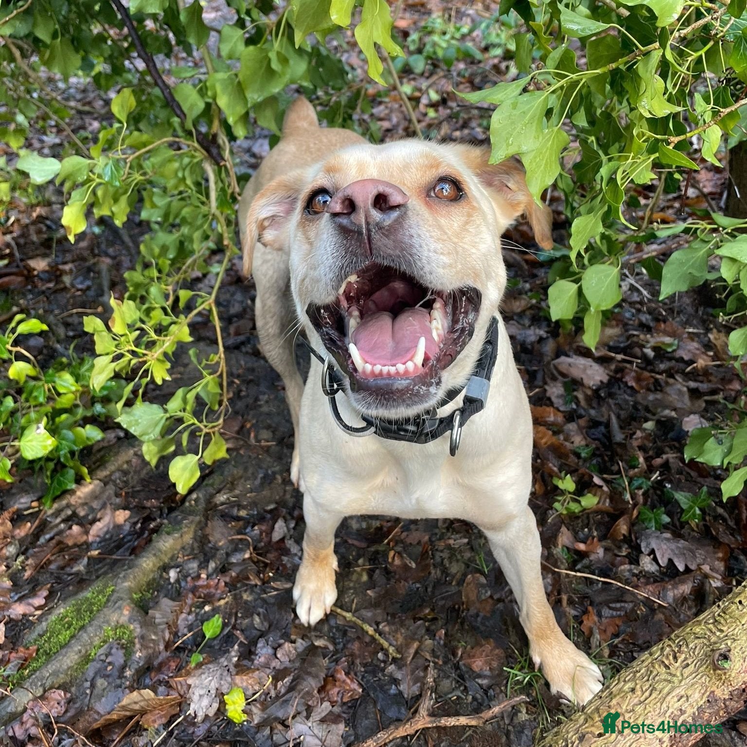 Milo (Labrador/Cane Corso mix) for adoption in London | Pets4Homes