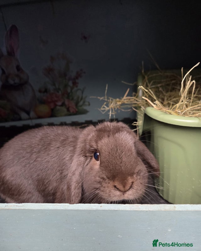 Mini Lop Rabbit Doe Female Chocolate Bunny for sale in Cheltenham ...