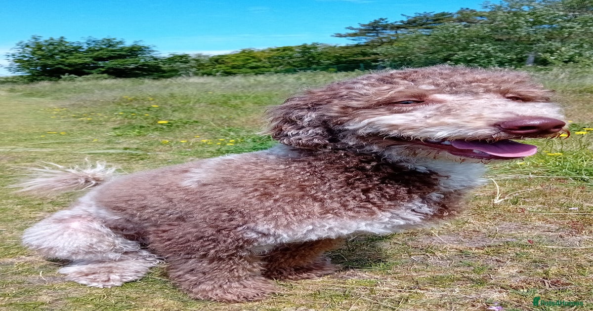 F1BB Chocolate Parti multigeneration labradoodle for stud in Liverpool ...