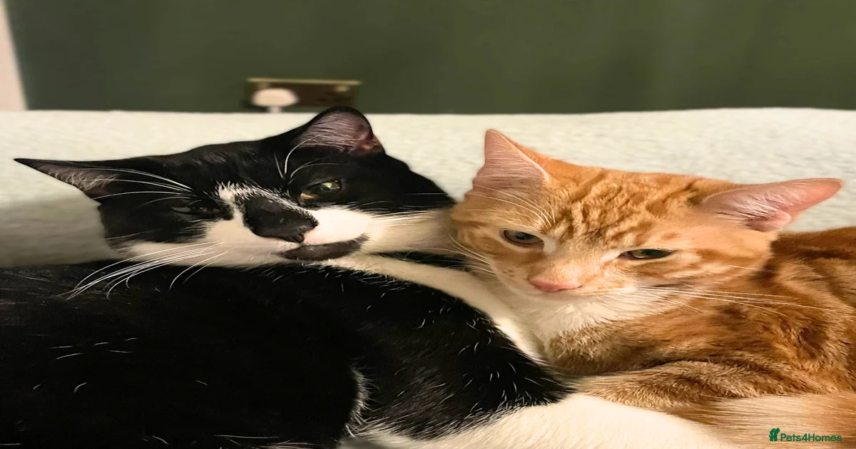 Mixed Breed Cats for adoption in Livingston, West Lothian | Pets4Homes